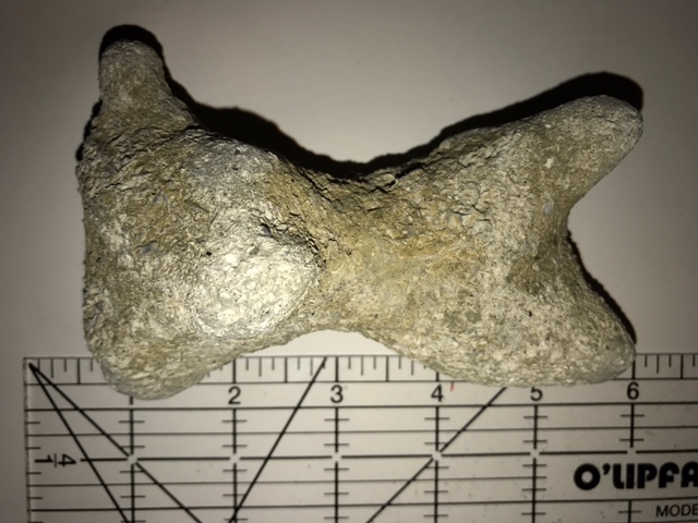 Is this a bone? - Fossil ID - The Fossil Forum