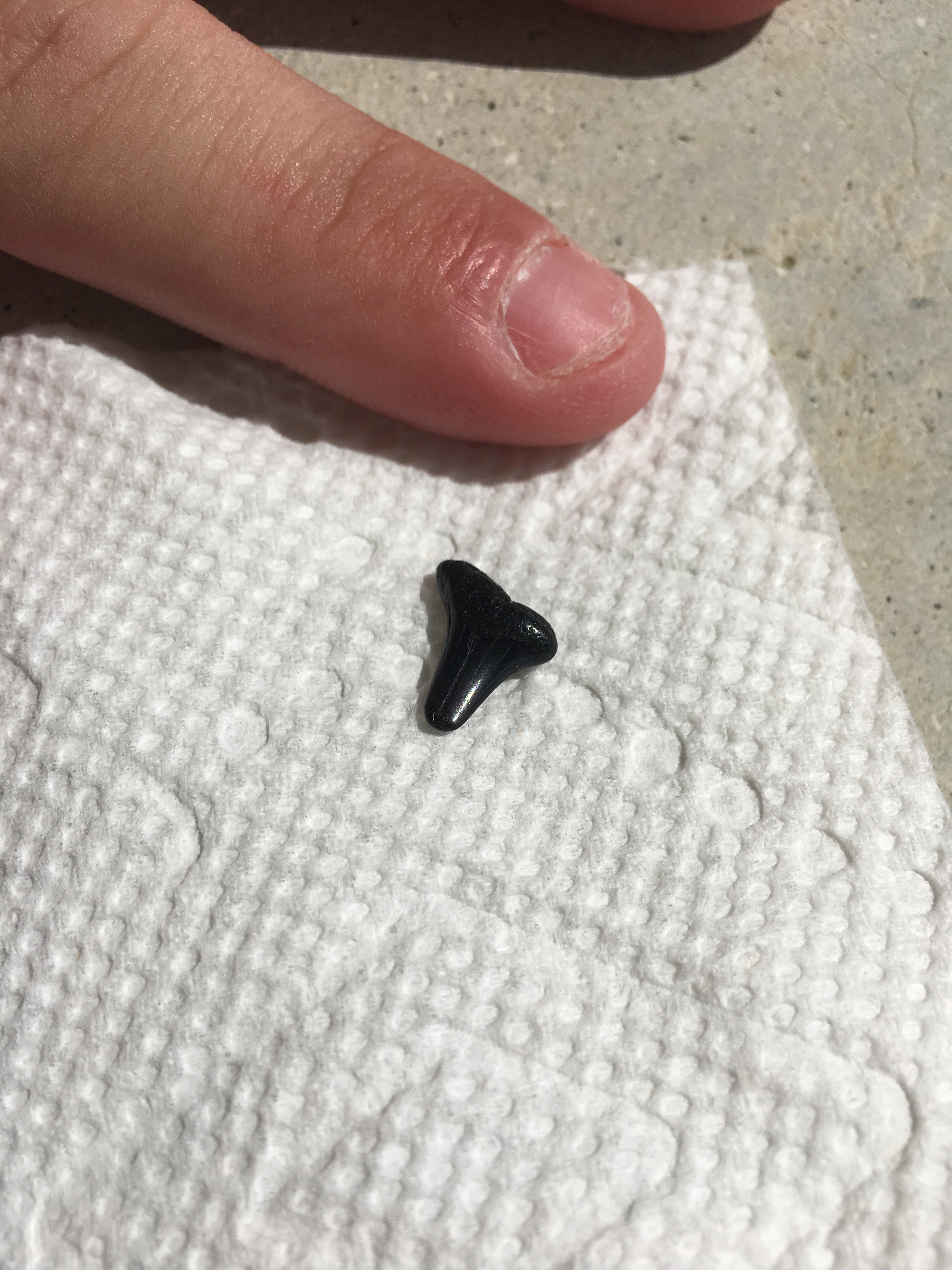 Tooth? Rock? - Fossil ID - The Fossil Forum