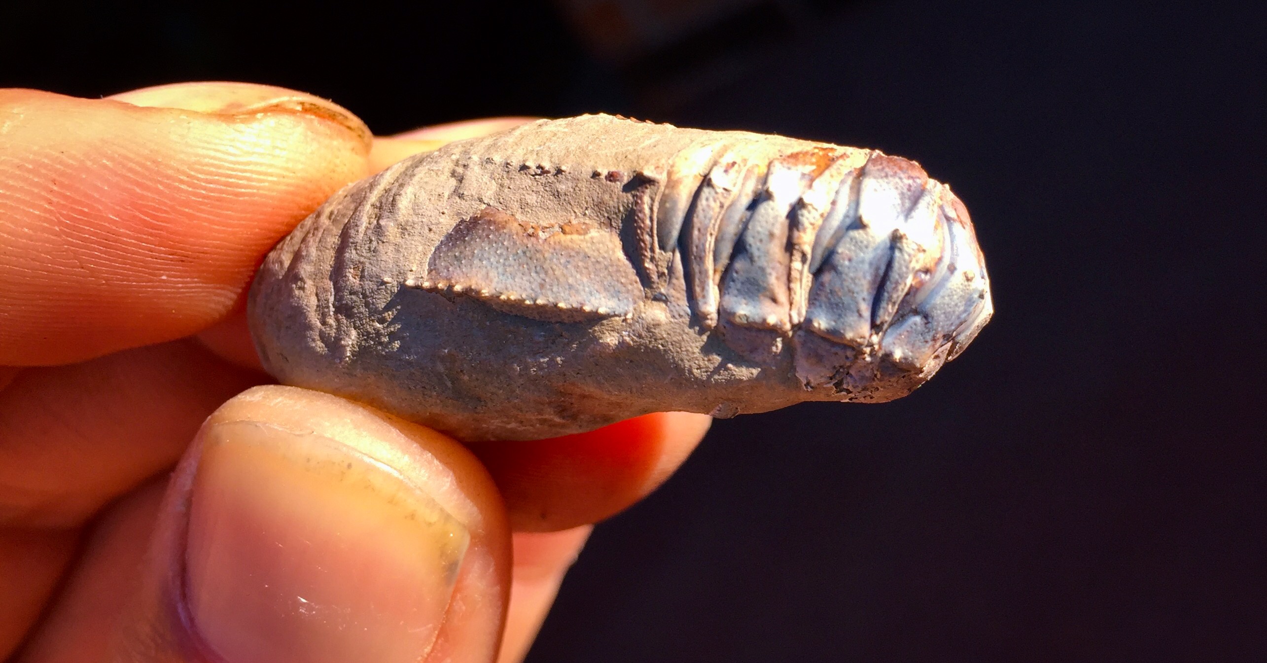 A few invertebrates from North Texas - Fossil Hunting Trips - The ...