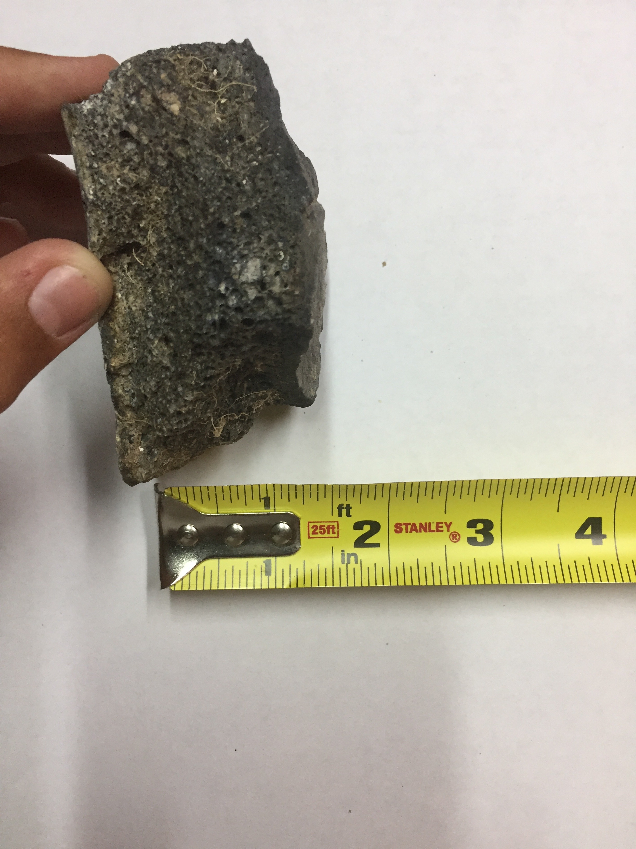 Fossilized turtle shell? - Fossil ID - The Fossil Forum