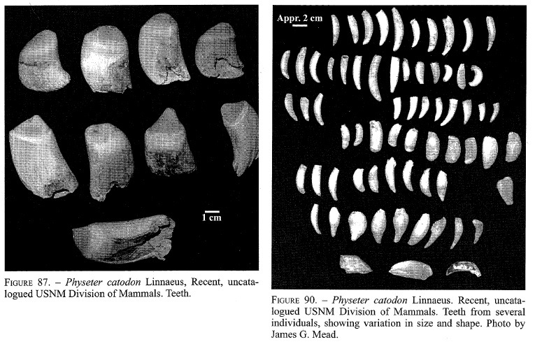 Anyone know what these are? - Fossil ID - The Fossil Forum