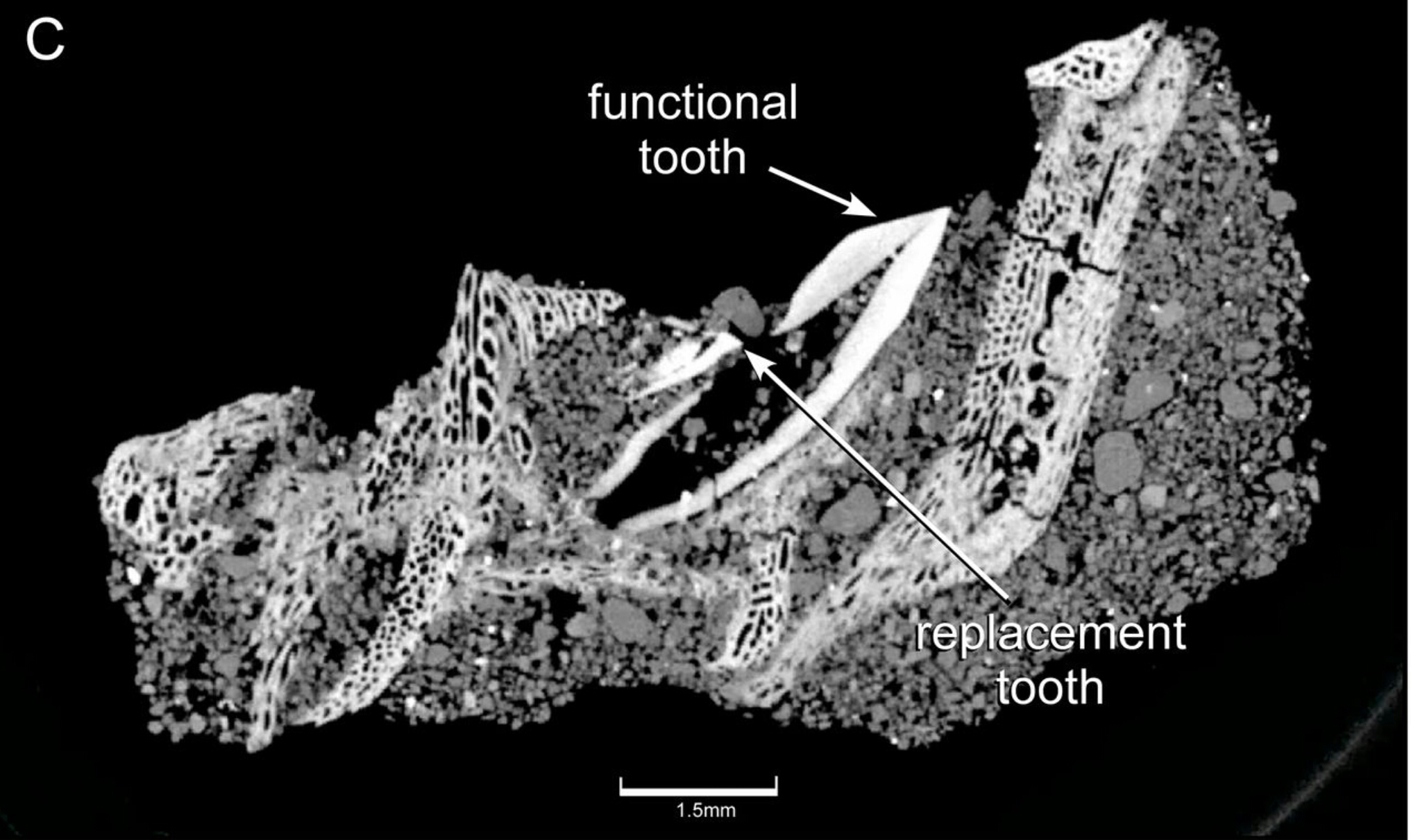 Lance Formation Micro Tooth - Fossil ID - The Fossil Forum