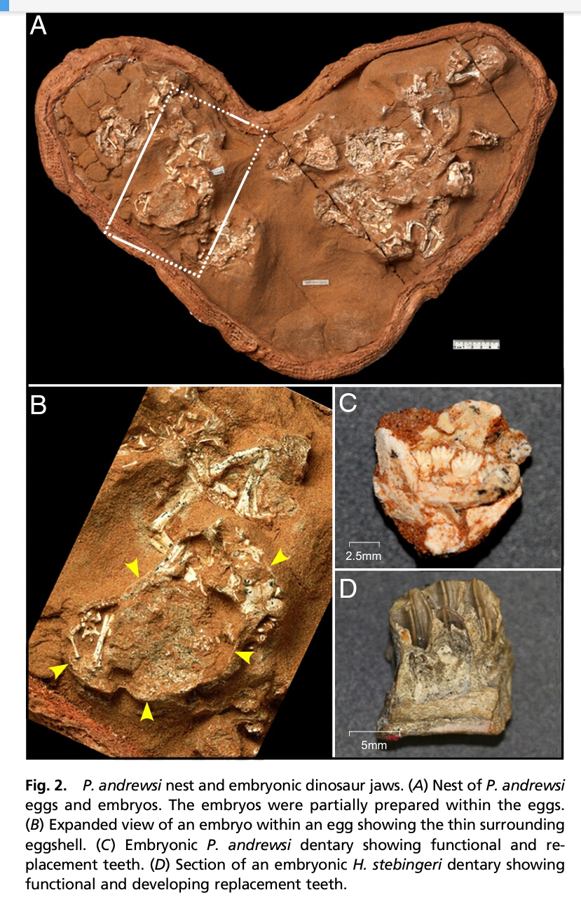 Lance Formation Micro Tooth - Fossil ID - The Fossil Forum