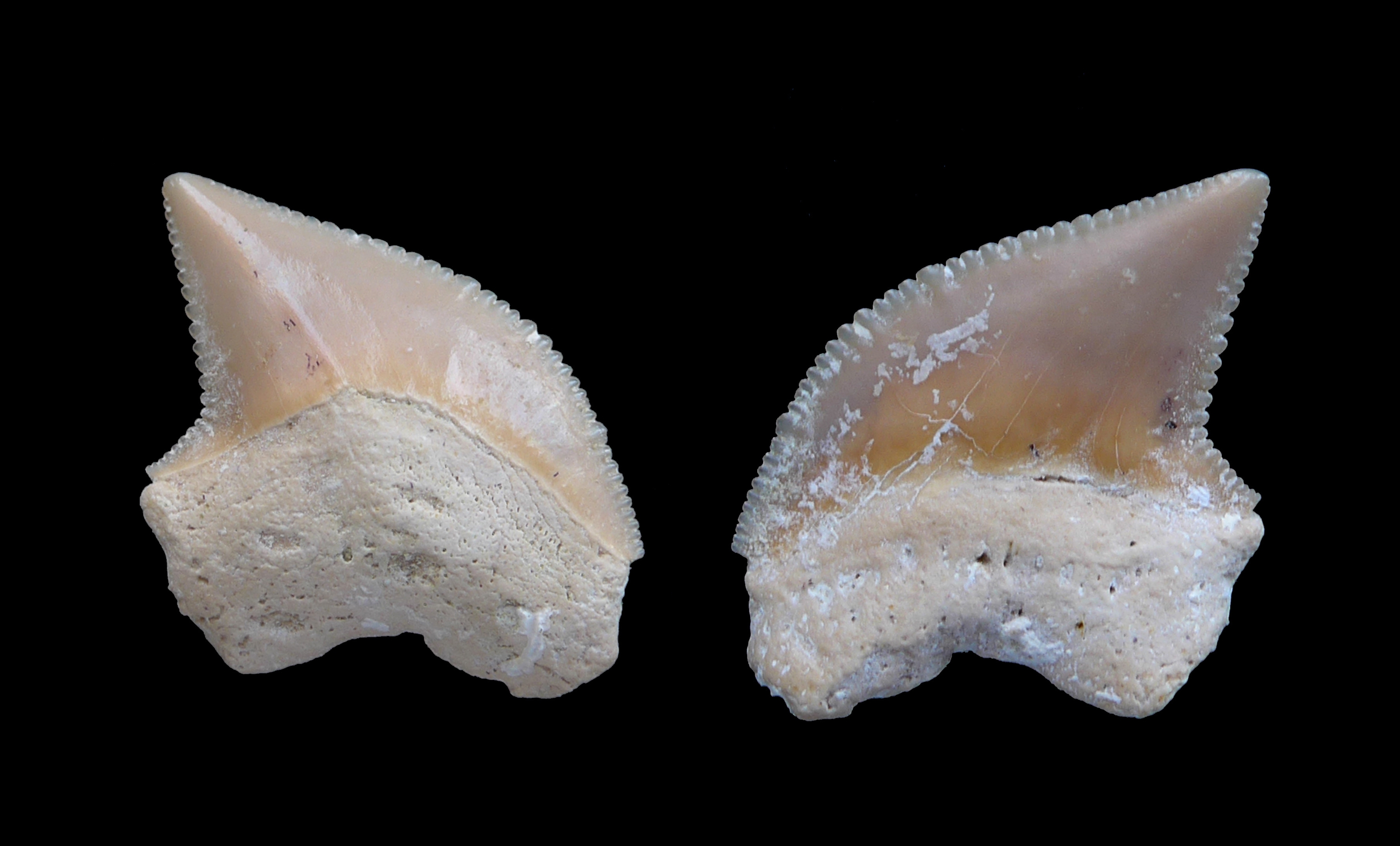 Squalicorax kaupi - Sharks & Rays - The Fossil Forum