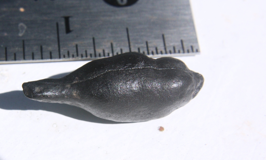 Tilly Bone Cross-Section - General Fossil Discussion - The Fossil Forum