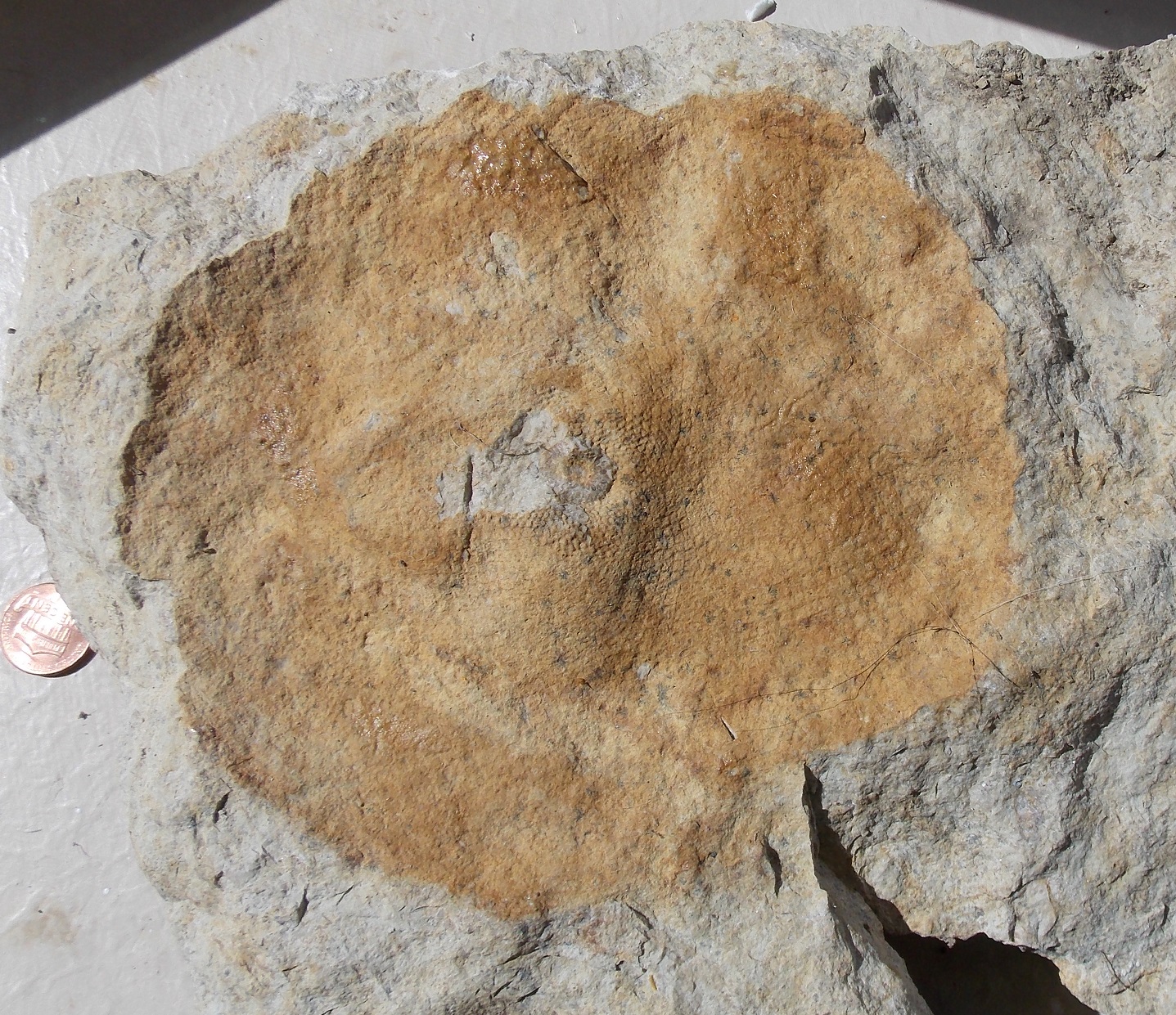 Trilobite Rock - Fossil ID - The Fossil Forum