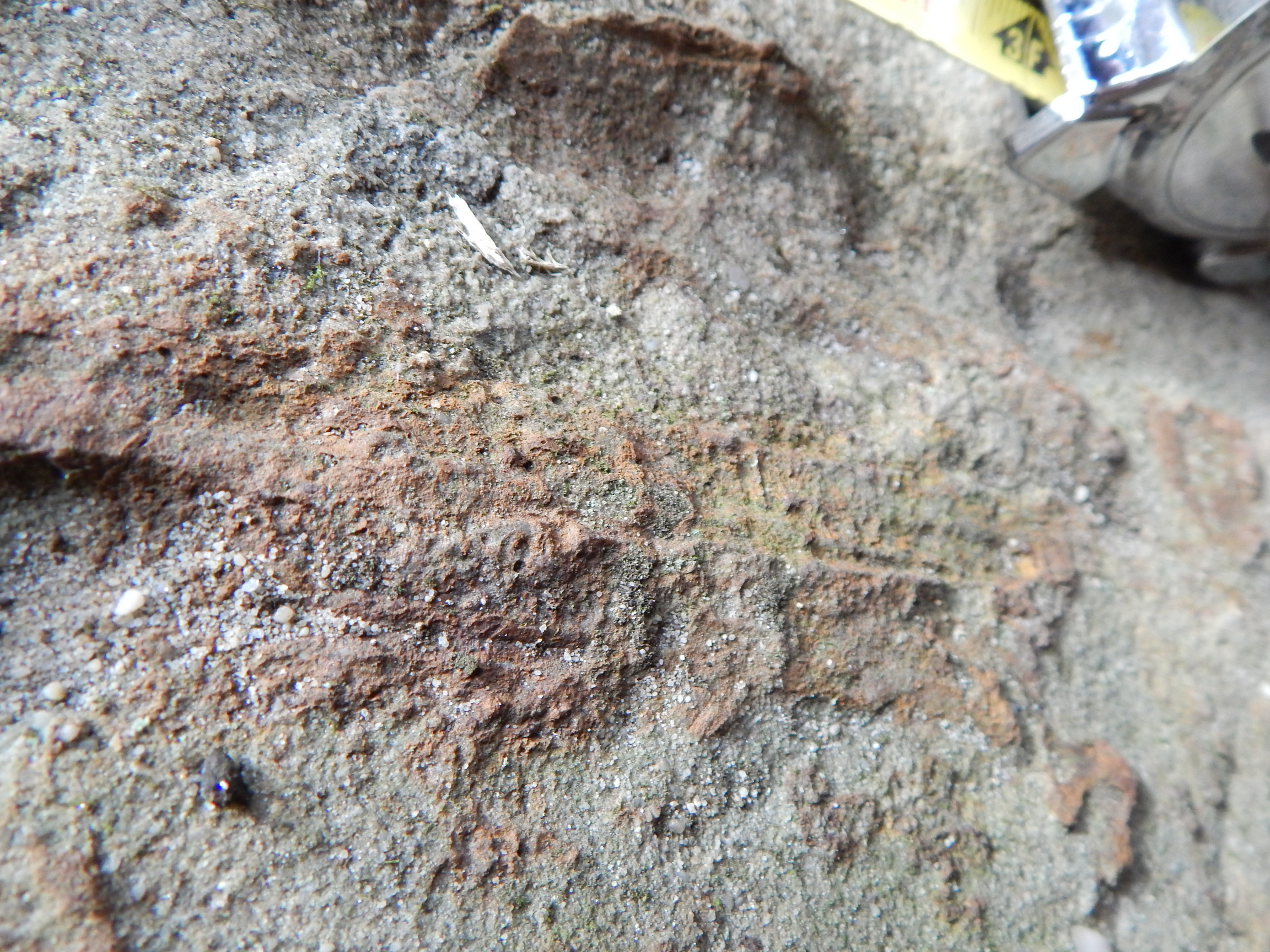 Possible plant fossils in conglomerates? - Fossil ID - The Fossil Forum