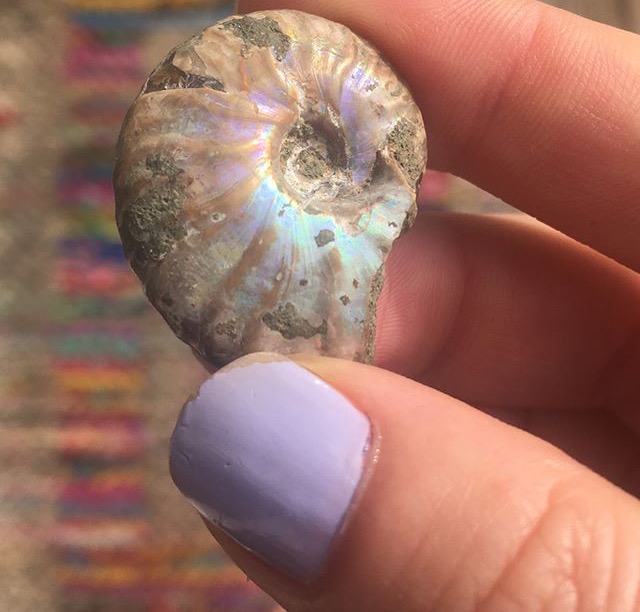 Opalized Ammonite - Real or Fake, help! - Is It Real? How to Recognize ...