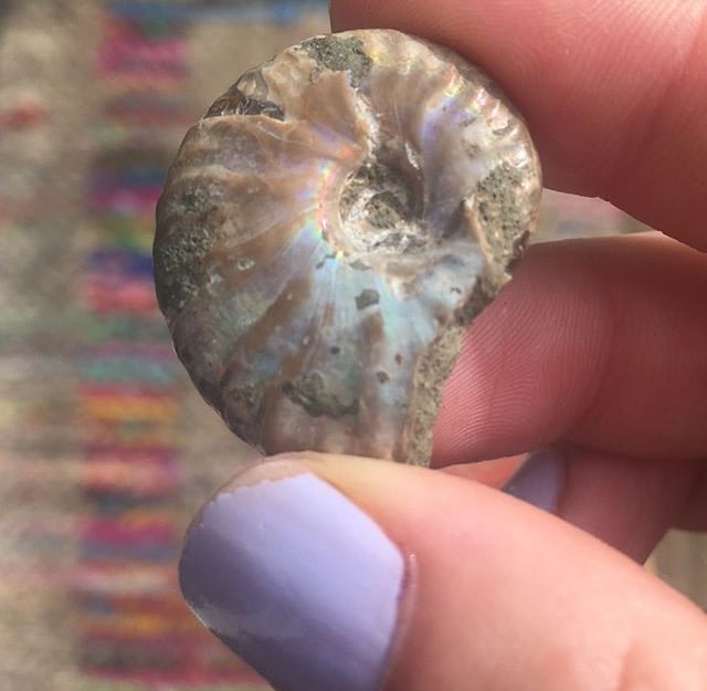 Opalized Ammonite - Real or Fake, help! - Is It Real? How to Recognize ...