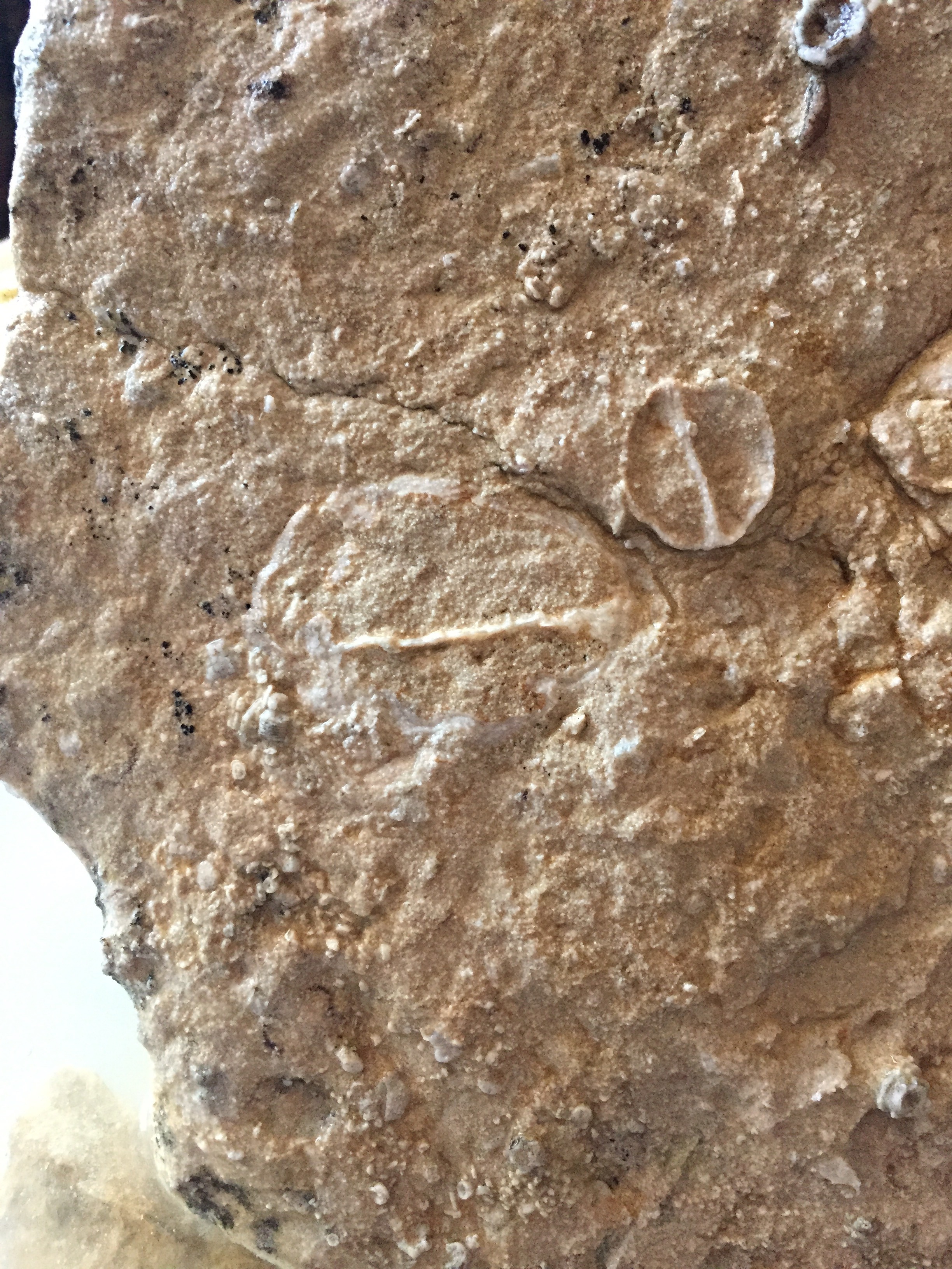 Help please - Fossil ID - The Fossil Forum