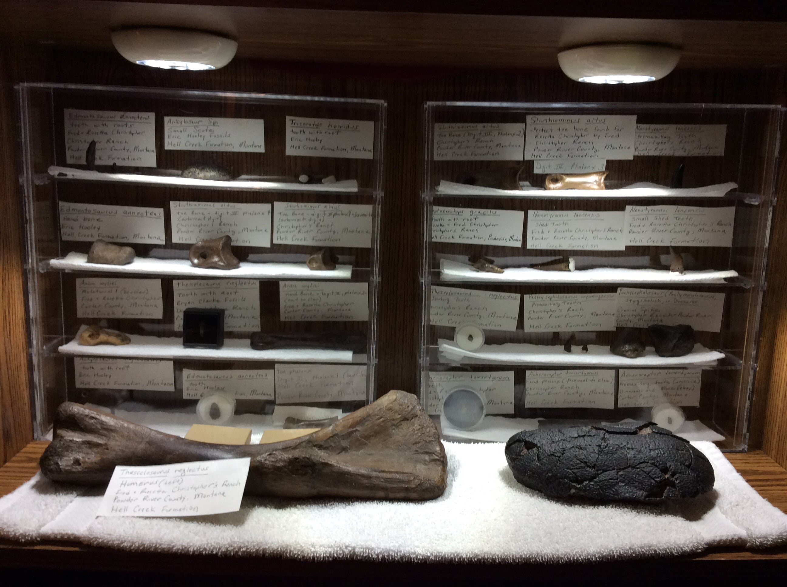 Display ideas for loose fossils. - Member Collections - The Fossil Forum