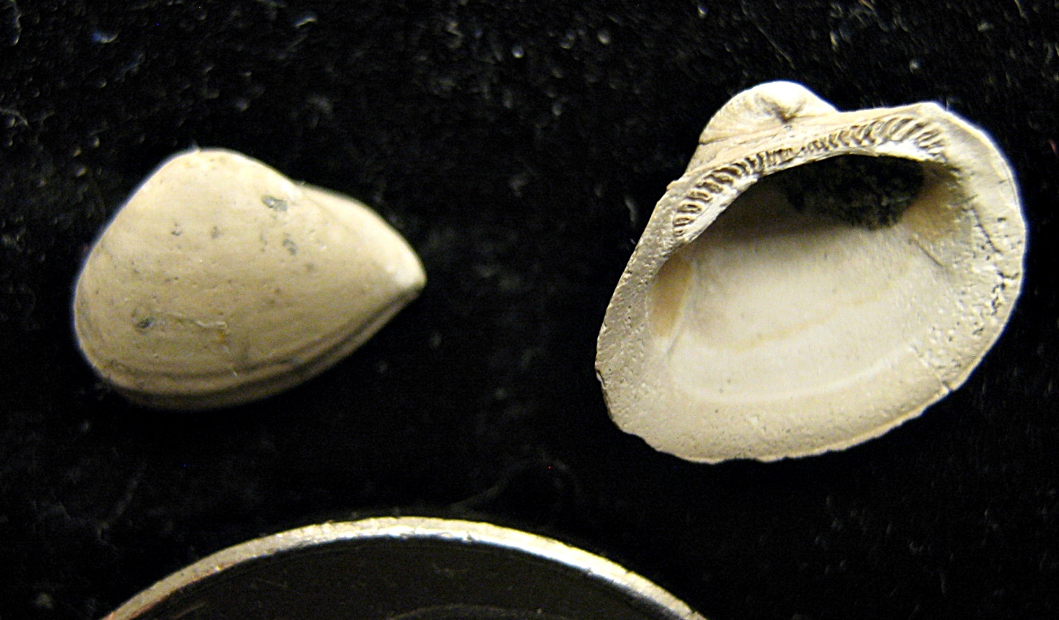 Micro Bivalve Shells from the Woodbury Formation - Member Collections ...