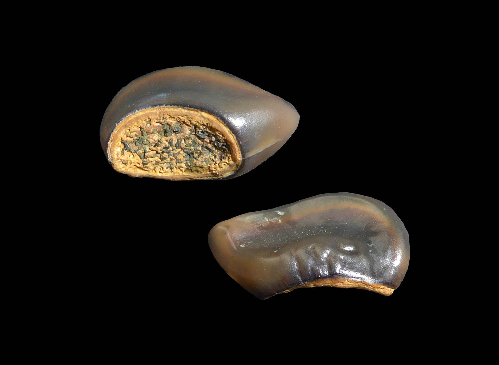 Trigonodon_sp.jpg - Member Collections - The Fossil Forum