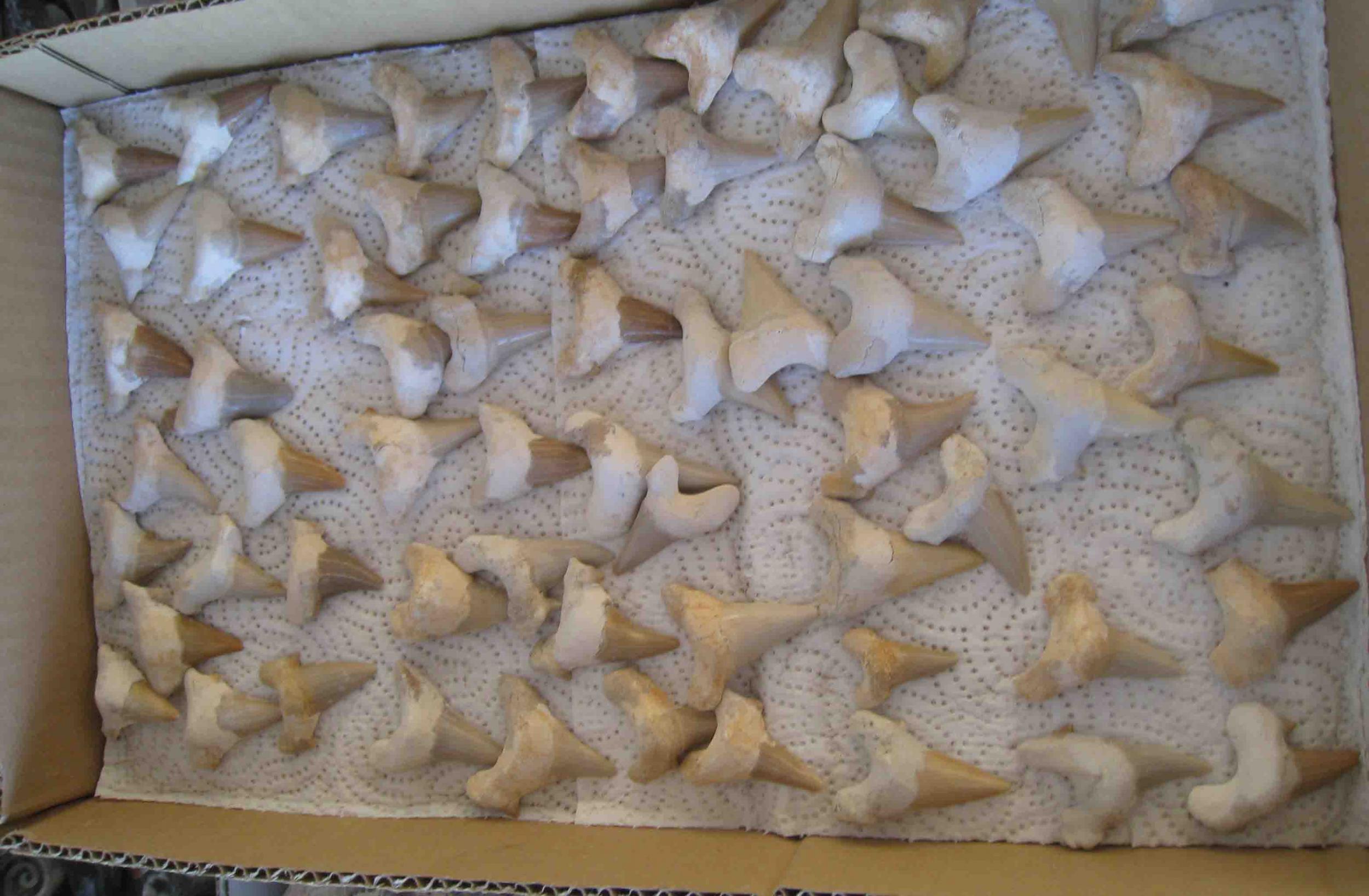 Woah .. not sure these Morroccan Otodus teeth were even fishing buddies ...