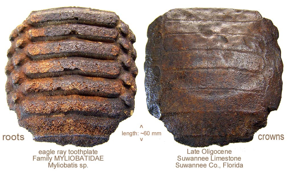 Mouth plate? Peace River - Fossil ID - The Fossil Forum
