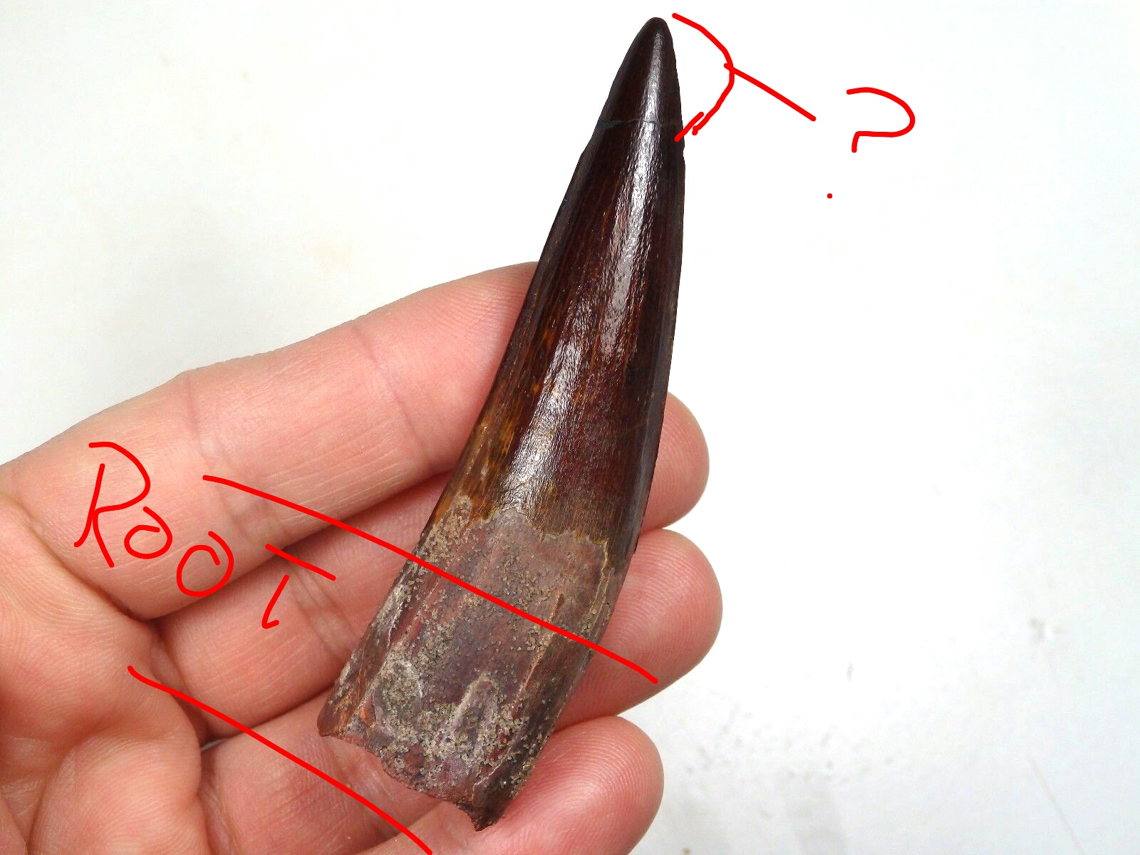 Spino tooth - Questions & Answers - The Fossil Forum