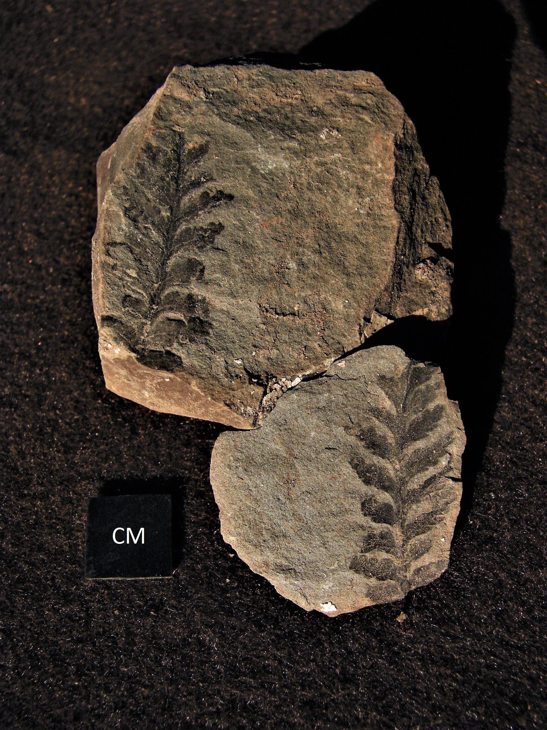 Indiana Carboniferous Flora - Member Collections - The Fossil Forum