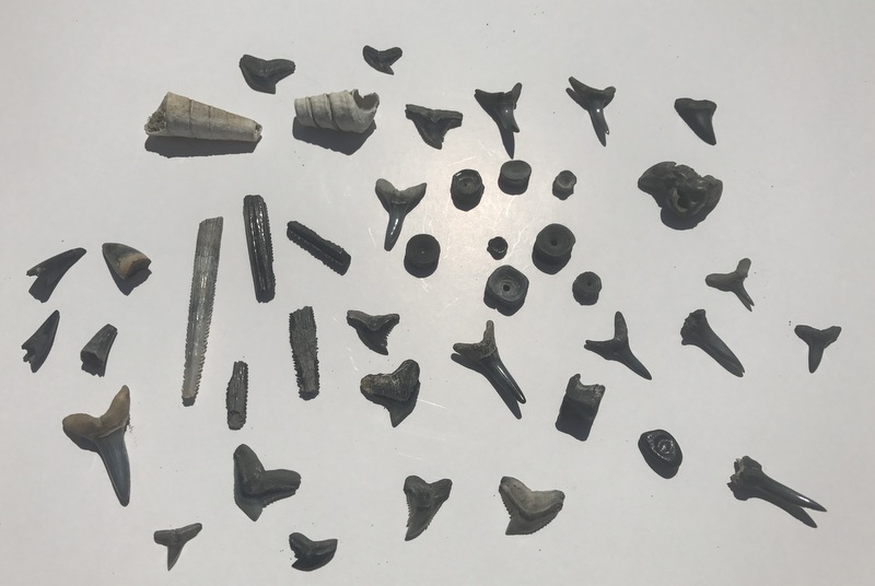 Eastern North Carolina Quarry Hunt - Fossil Hunting Trips - The Fossil ...