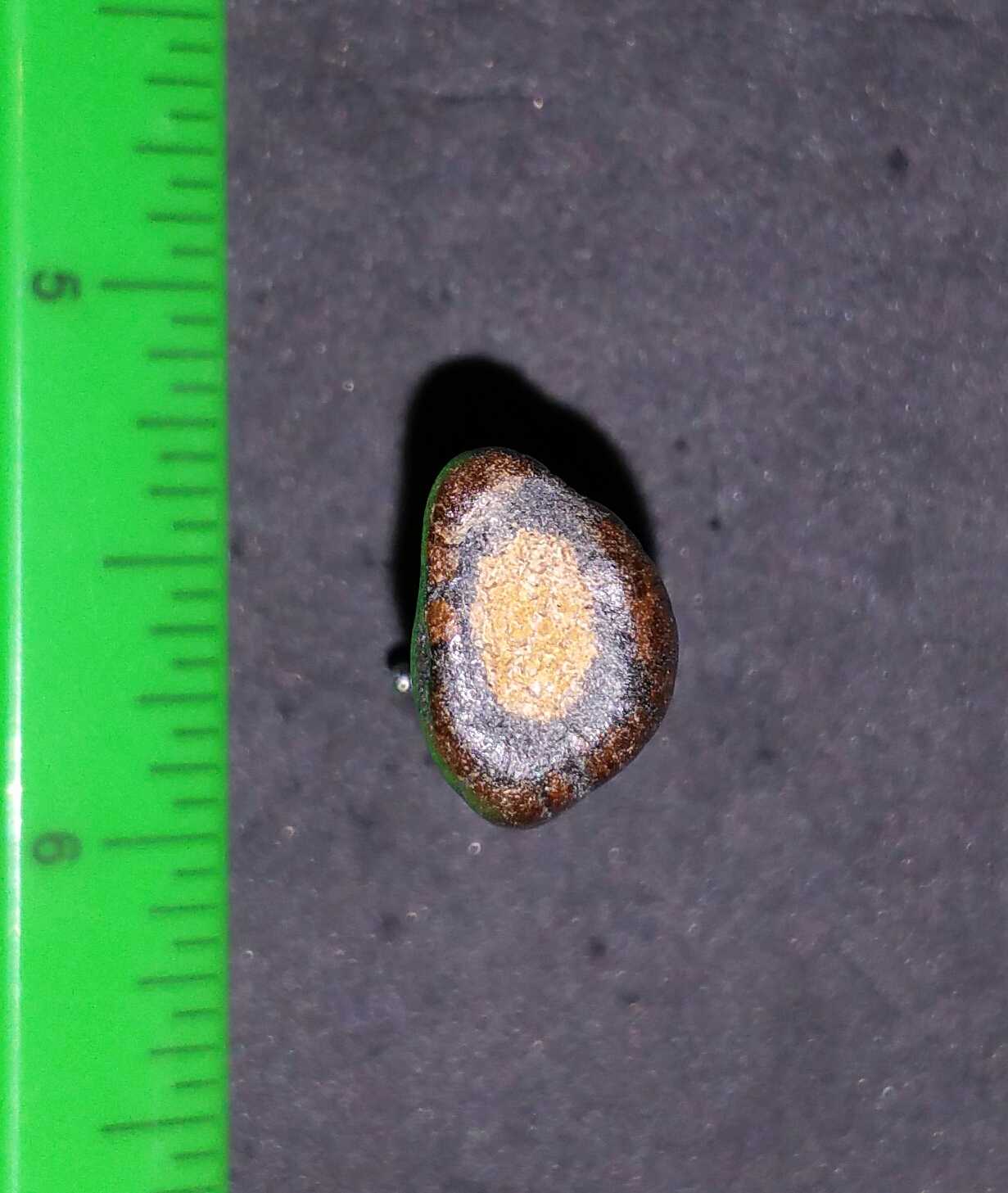 Brazos River, Texas - Tooth - Fossil ID - The Fossil Forum