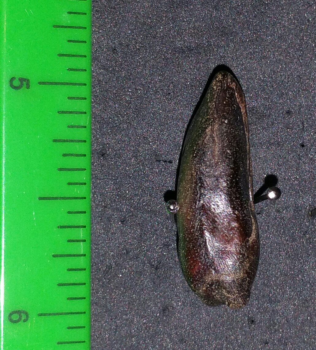 Brazos River, Texas - Tooth? - Fossil ID - The Fossil Forum