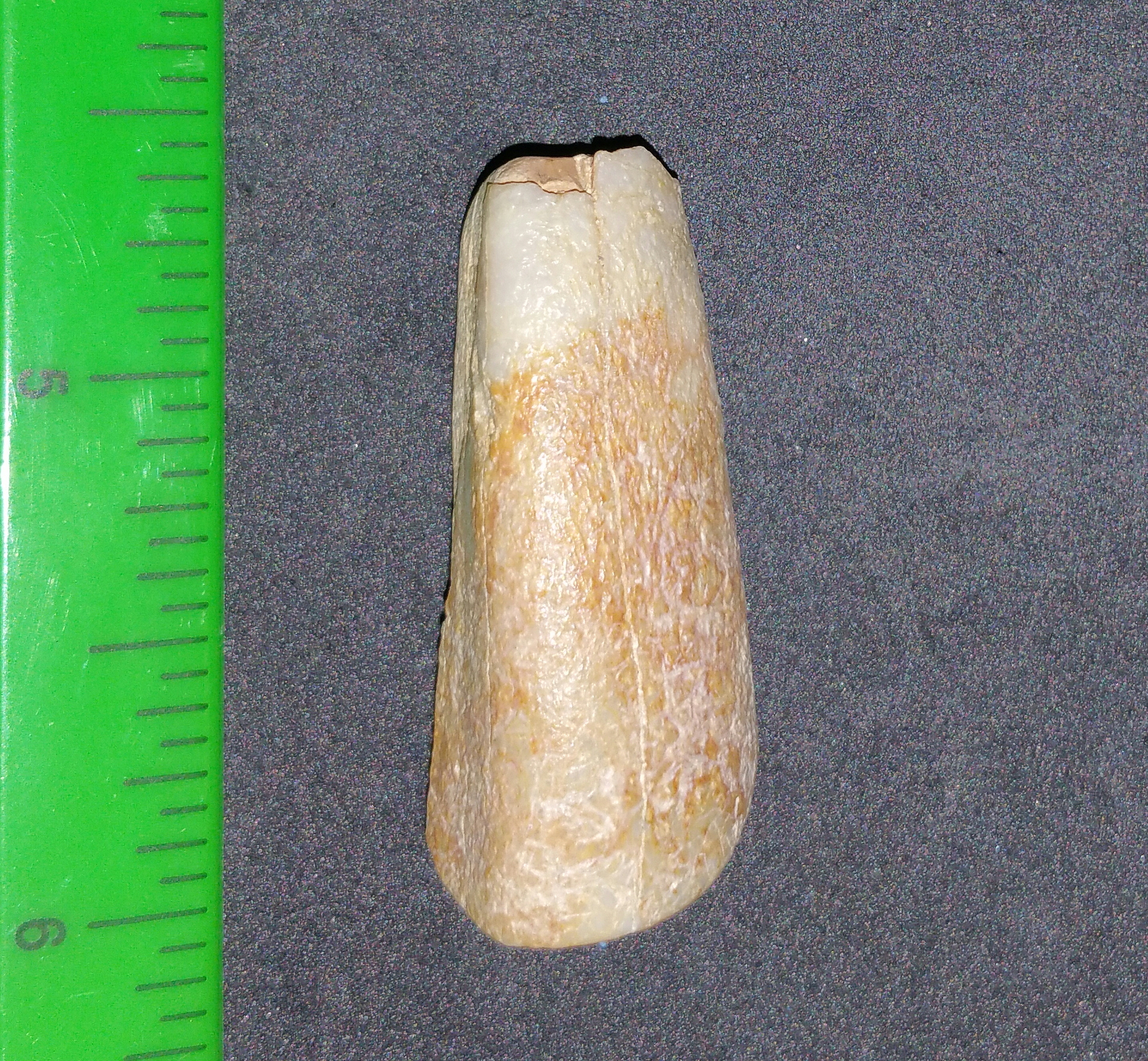 Brazos River, Texas - Tooth? - Fossil ID - The Fossil Forum