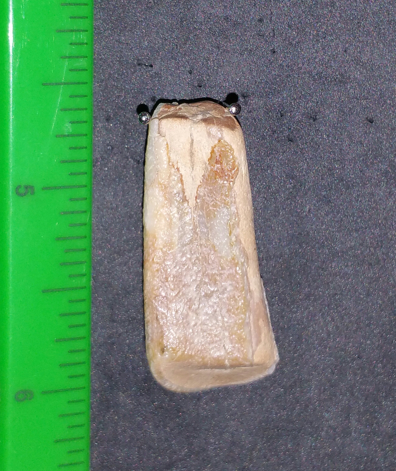 Brazos River, Texas - Tooth? - Fossil ID - The Fossil Forum