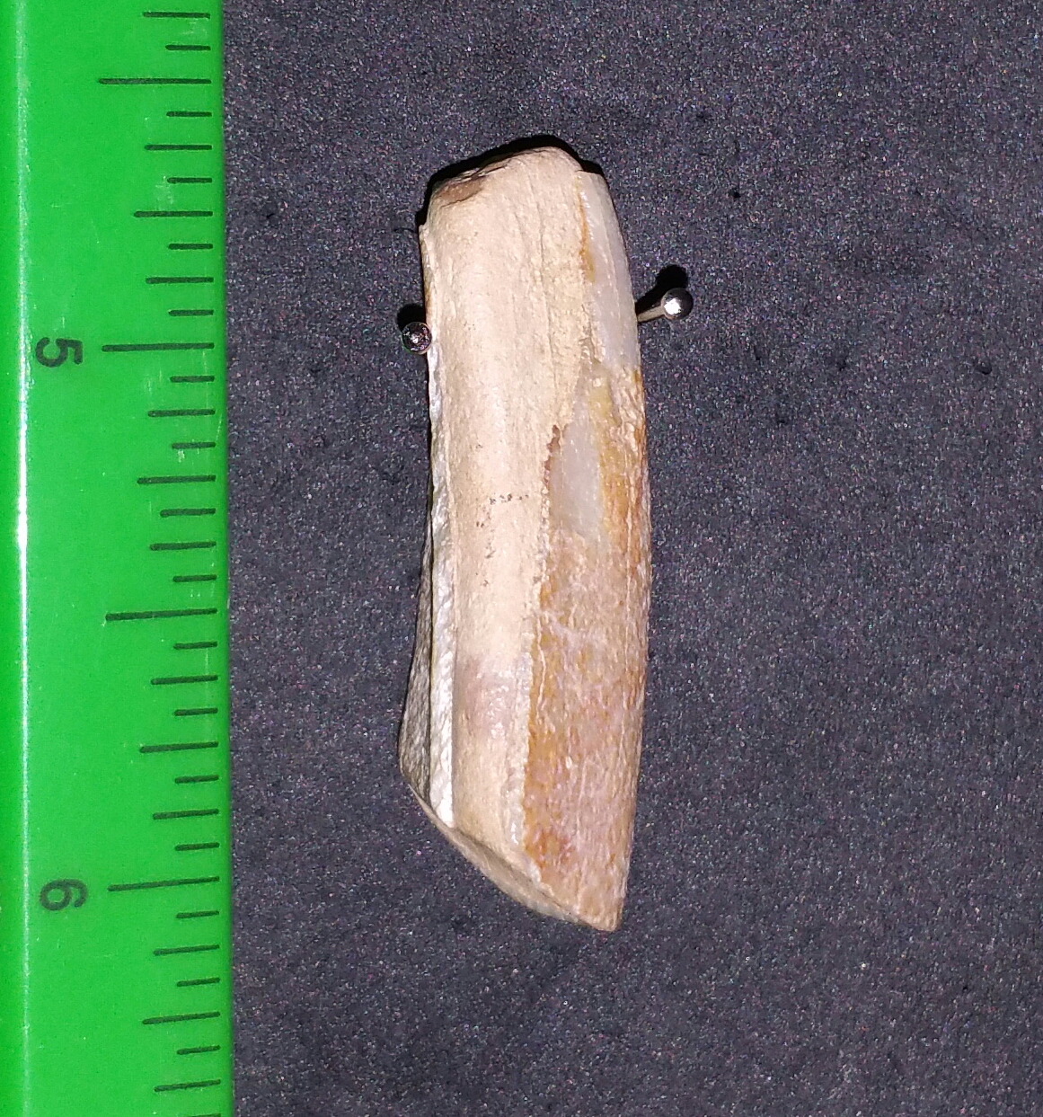 Brazos River, Texas - Tooth? - Fossil ID - The Fossil Forum