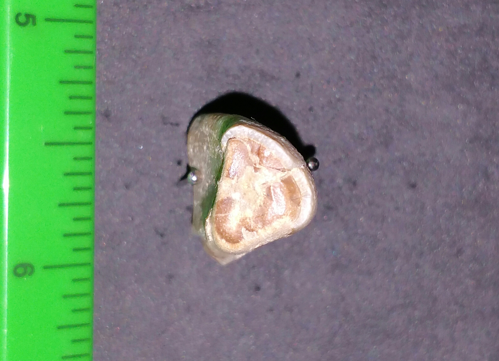Brazos River, Texas - Tooth? - Fossil ID - The Fossil Forum
