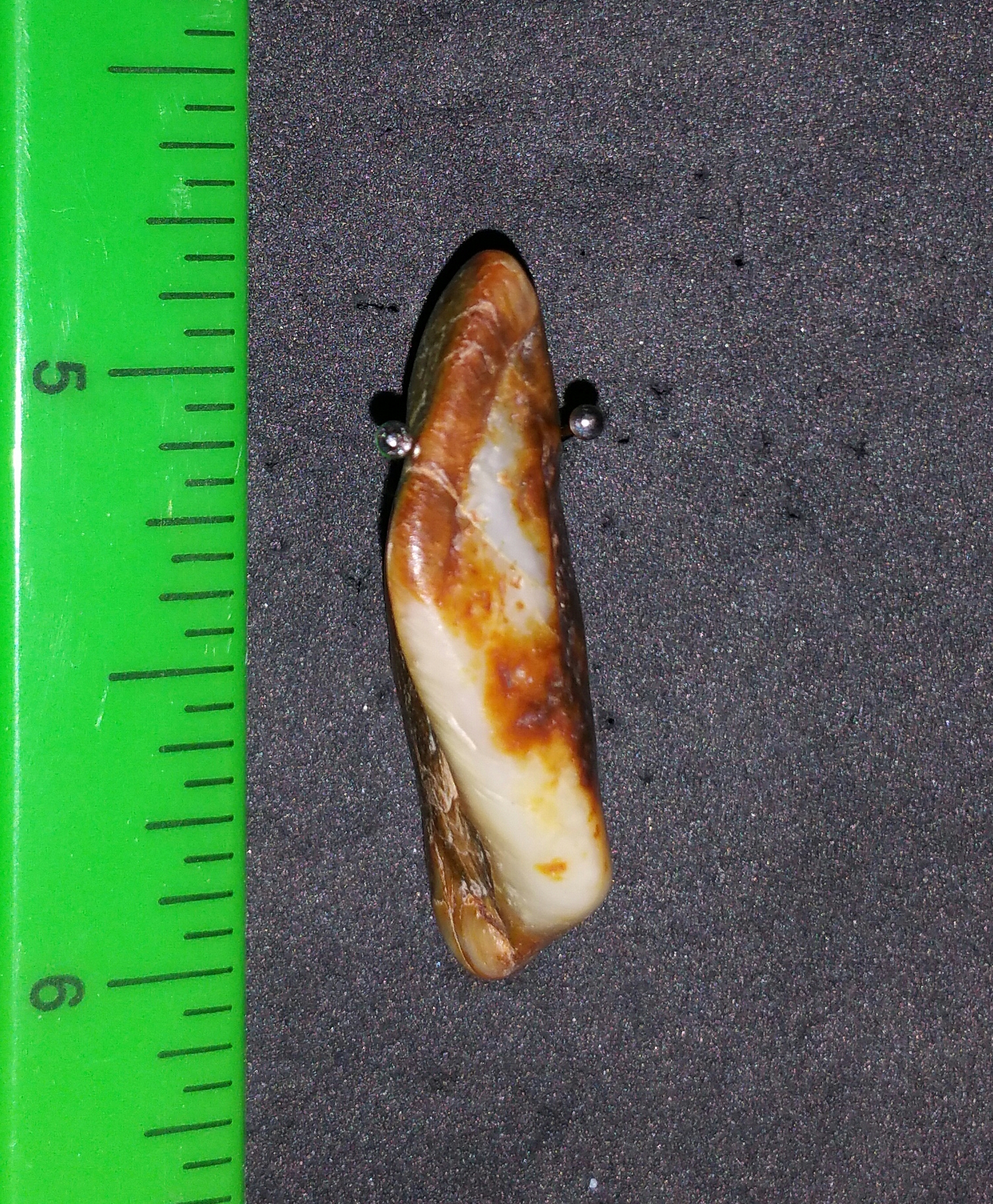 Brazos River, Texas - Tooth? - Fossil ID - The Fossil Forum