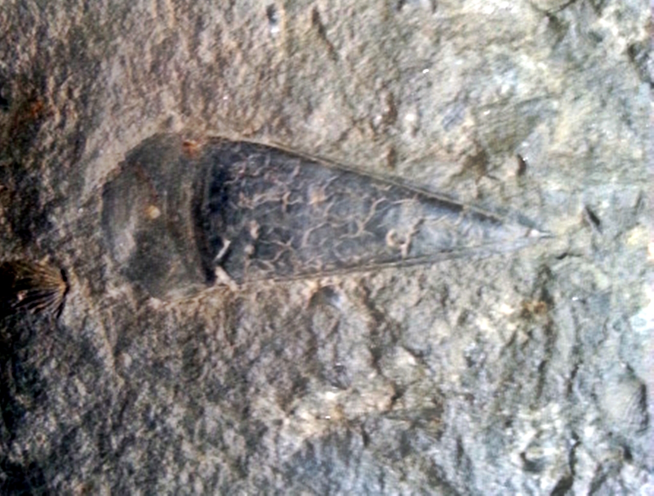 Teaching an old dog new tricks - Page 2 - General Fossil Discussion ...