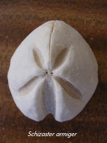 Found in Ocala Florida Limestone with Chert - Fossil ID - The Fossil Forum