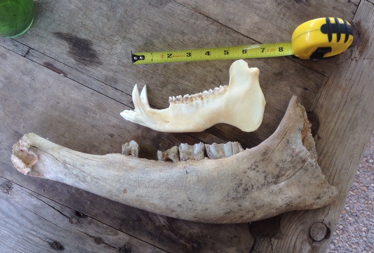 pleistocene jaw w/ teeth - Fossil ID - The Fossil Forum