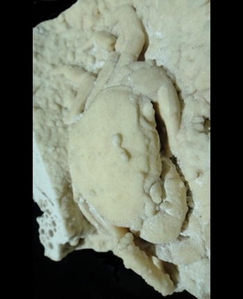 I.D. help - Fossil crab - Fossil ID - The Fossil Forum