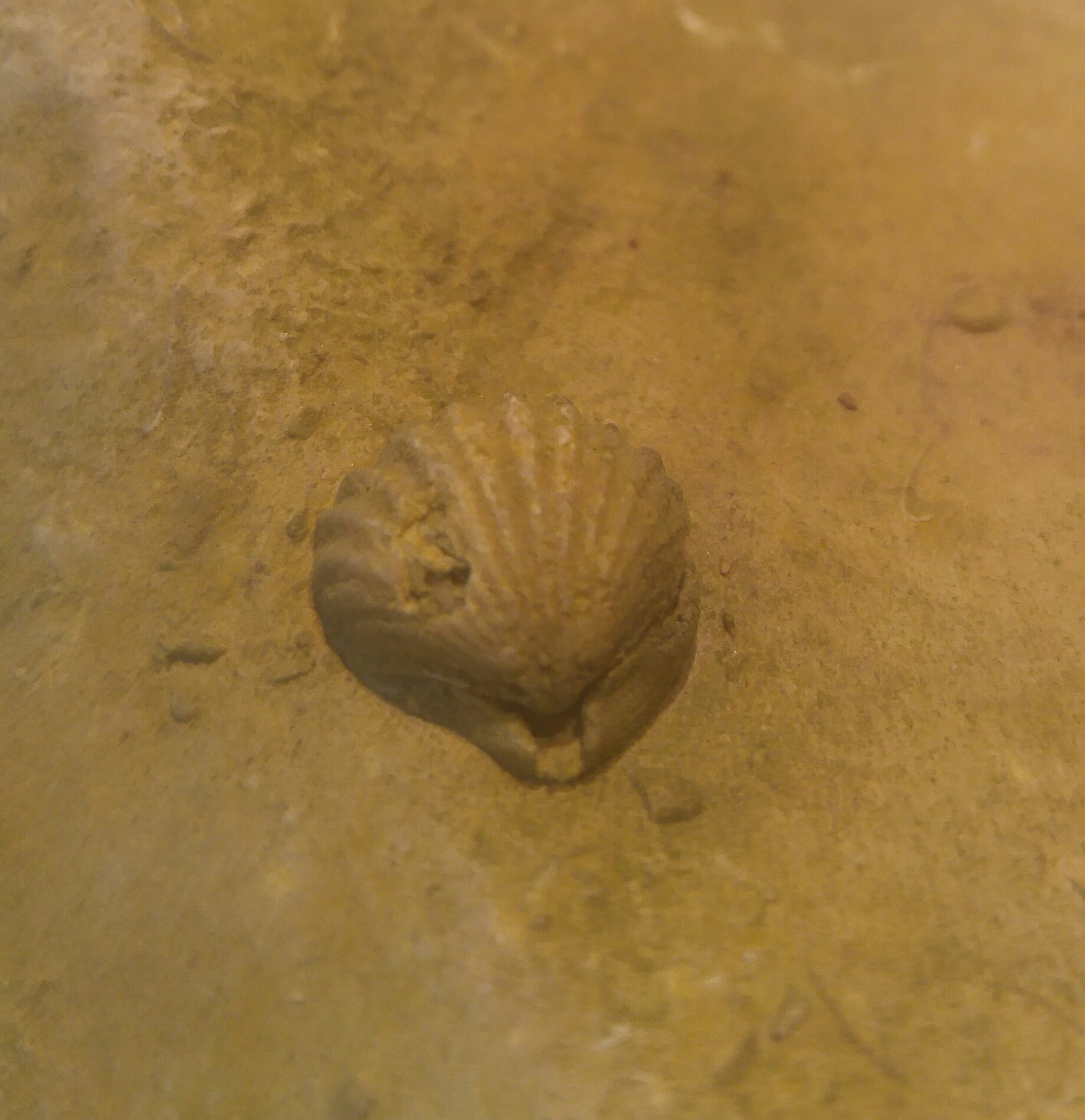 Something cool - Fossil ID - The Fossil Forum