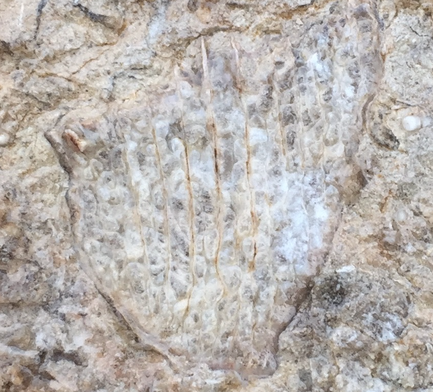 Crinoid stems and Bodies? - Fossil ID - The Fossil Forum