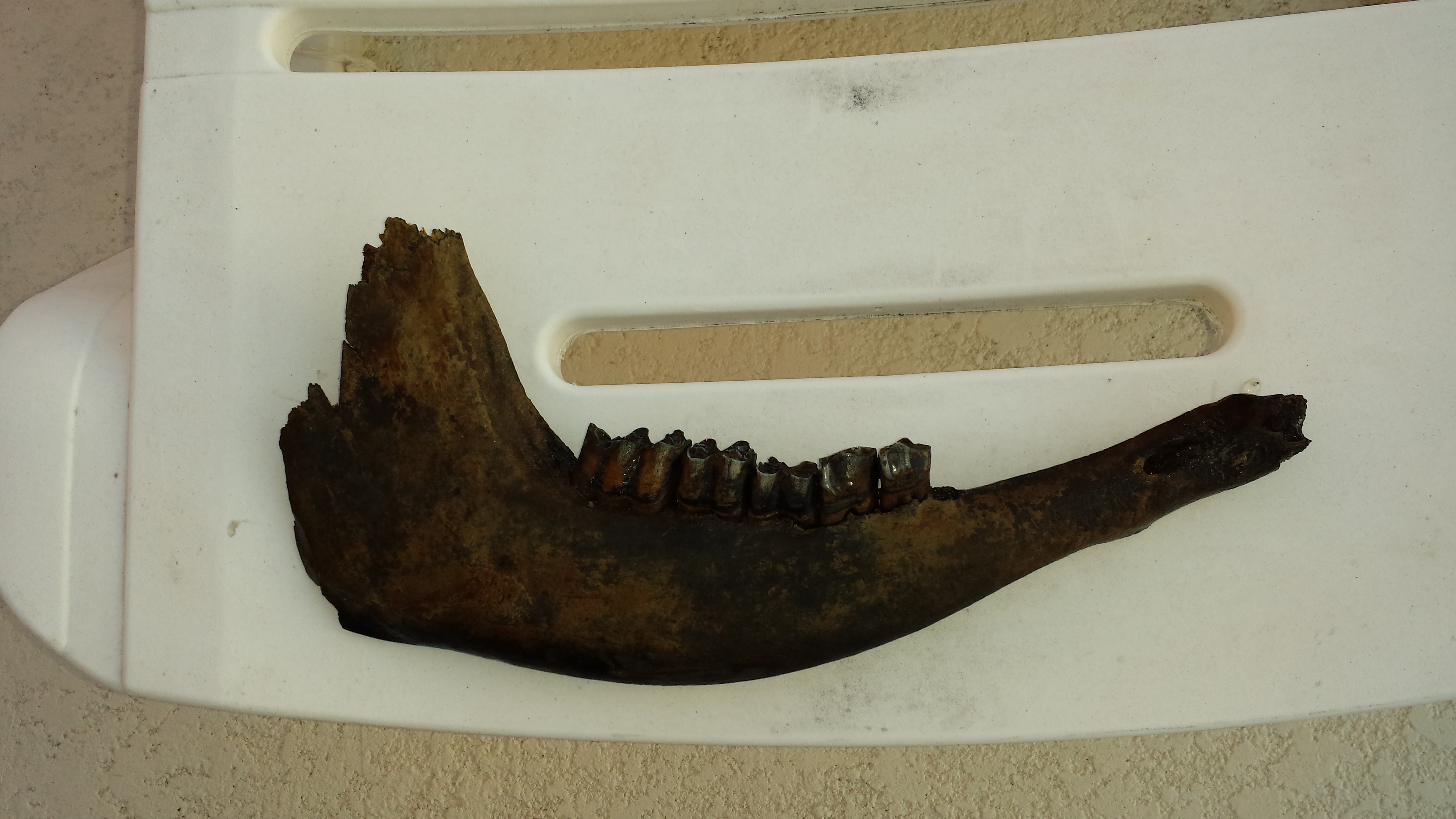 Help with Fossil Tooth ID - Fossil ID - The Fossil Forum