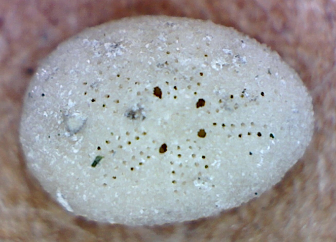 Echinocyamus parvus - Echinoids - The Fossil Forum