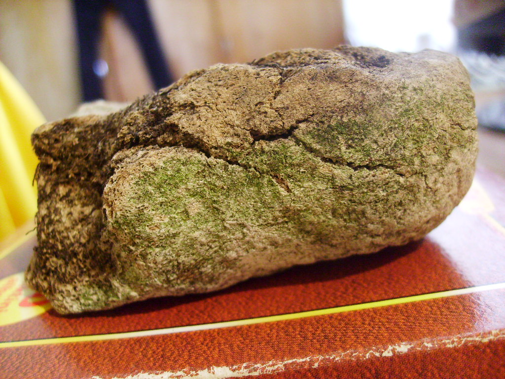 Possible rhino bone found - Fossil ID - The Fossil Forum