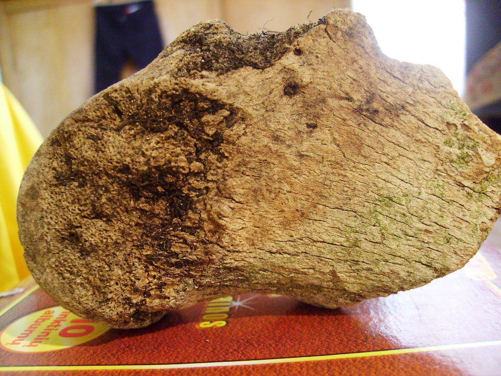 Possible rhino bone found - Fossil ID - The Fossil Forum