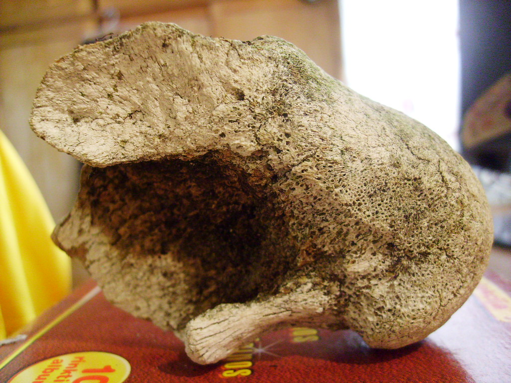 Possible rhino bone found - Fossil ID - The Fossil Forum