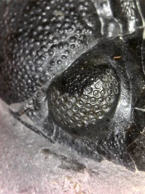 Digital Microscope Recommendations - Questions & Answers - The Fossil Forum
