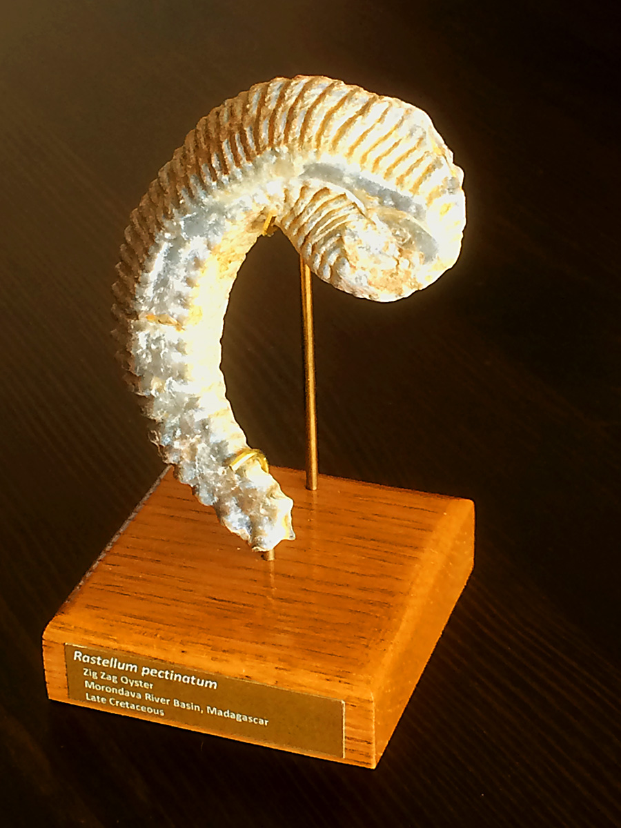 Simple Homemade Display Stands - Fossil Preparation - The Fossil Forum