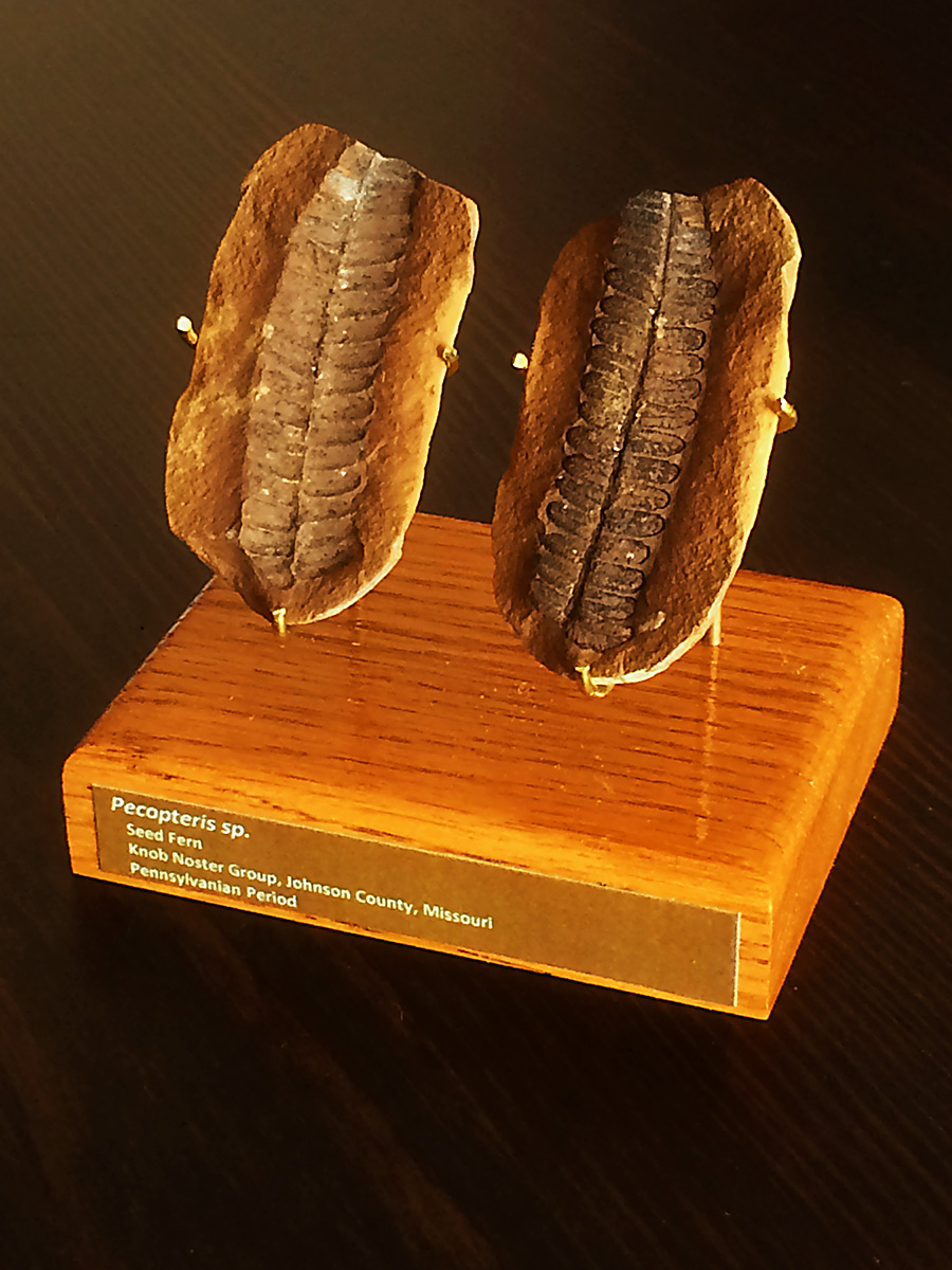 Simple Homemade Display Stands - Fossil Preparation - The Fossil Forum