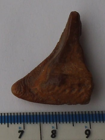 Kem Kem bone fragments - Fossil ID - The Fossil Forum