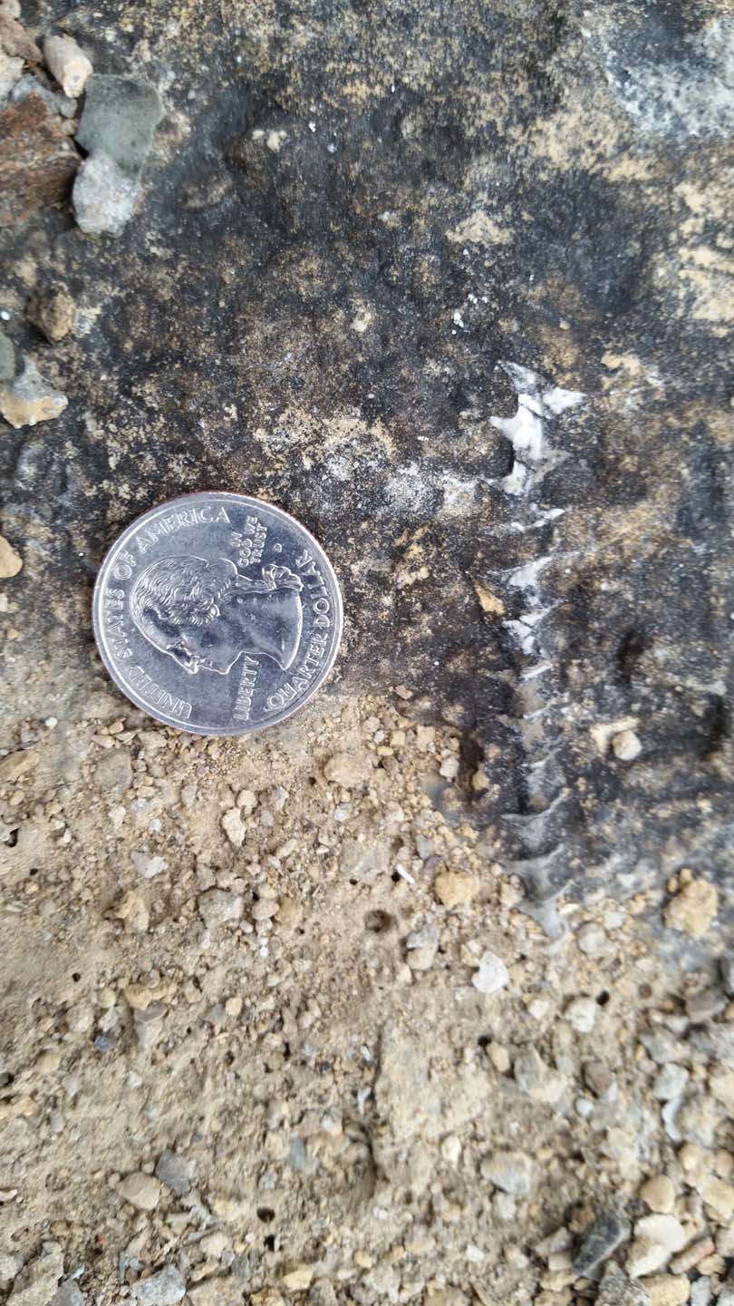 big trace fossils? - Fossil ID - The Fossil Forum