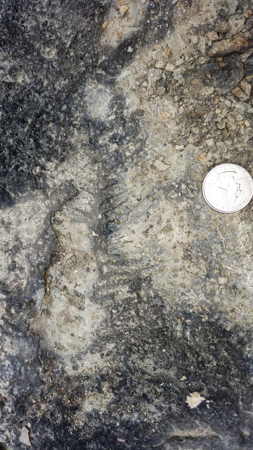 big trace fossils? - Fossil ID - The Fossil Forum