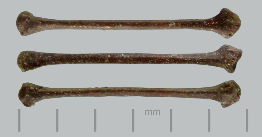 Fragile bone from Florida - Fossil ID - The Fossil Forum