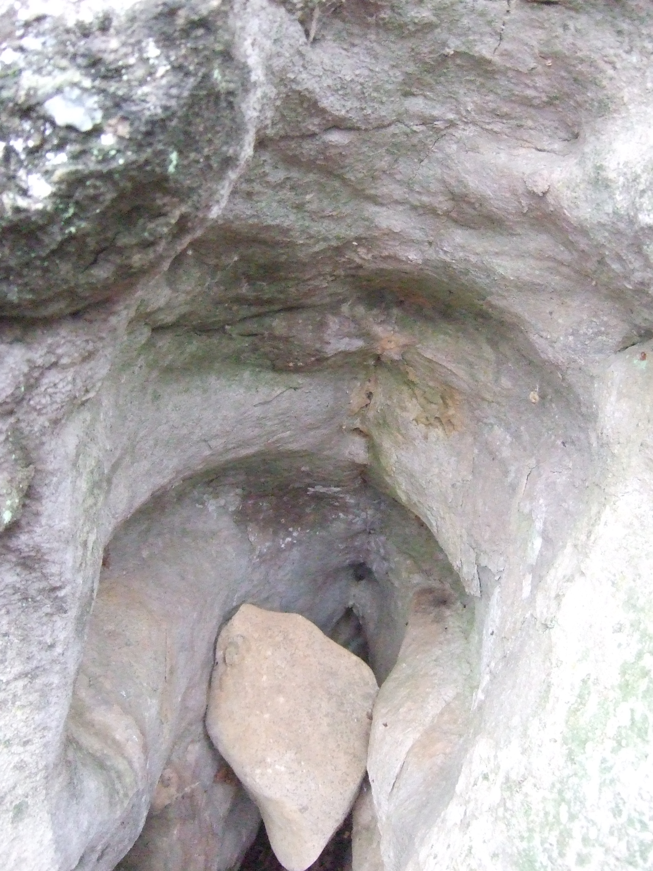 big trace fossils? - Fossil ID - The Fossil Forum