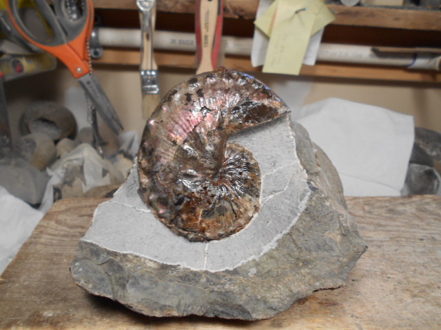 Ammonite preservation - Fossil Preparation - The Fossil Forum