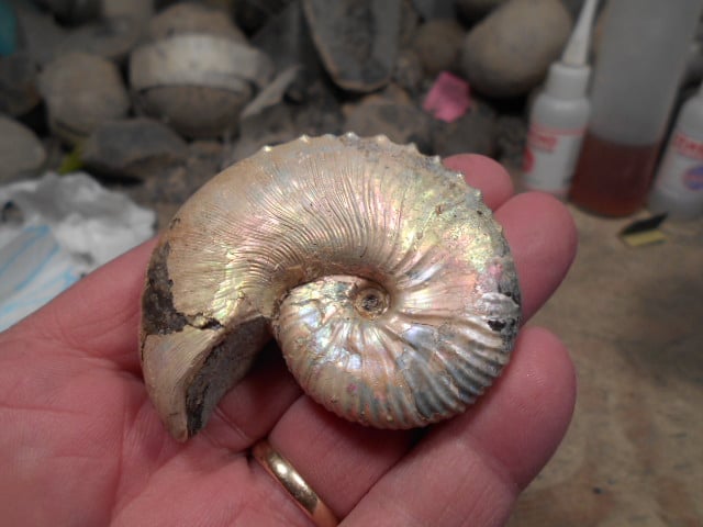 Ammonite preservation - Fossil Preparation - The Fossil Forum